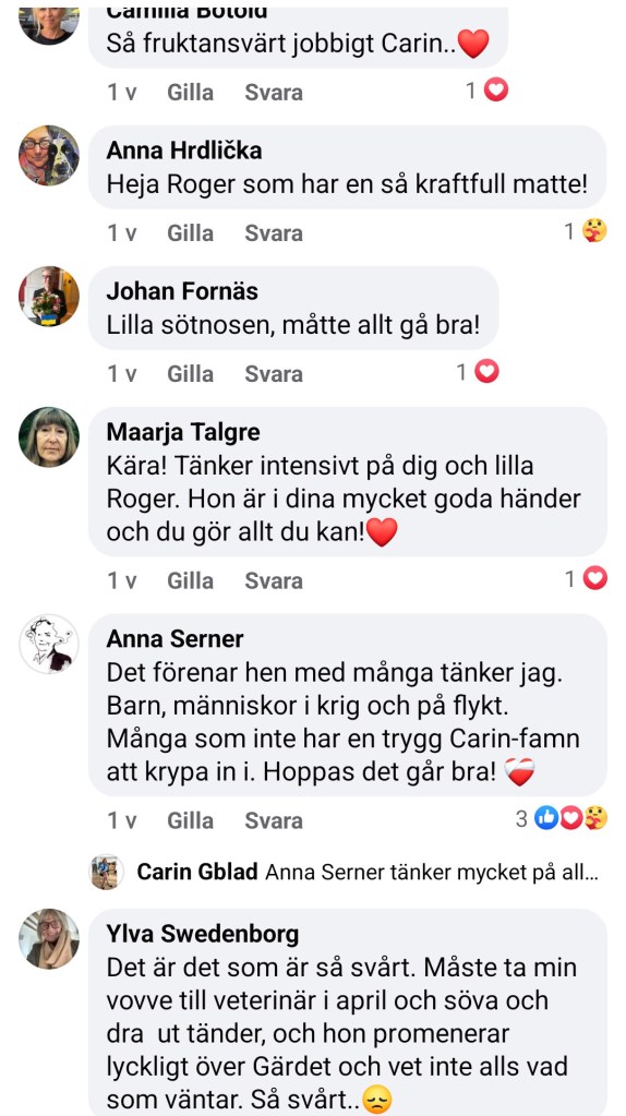 Kulturelitens djupa sorg över marsvinet Rogers hädanfärd – Julia Caesar