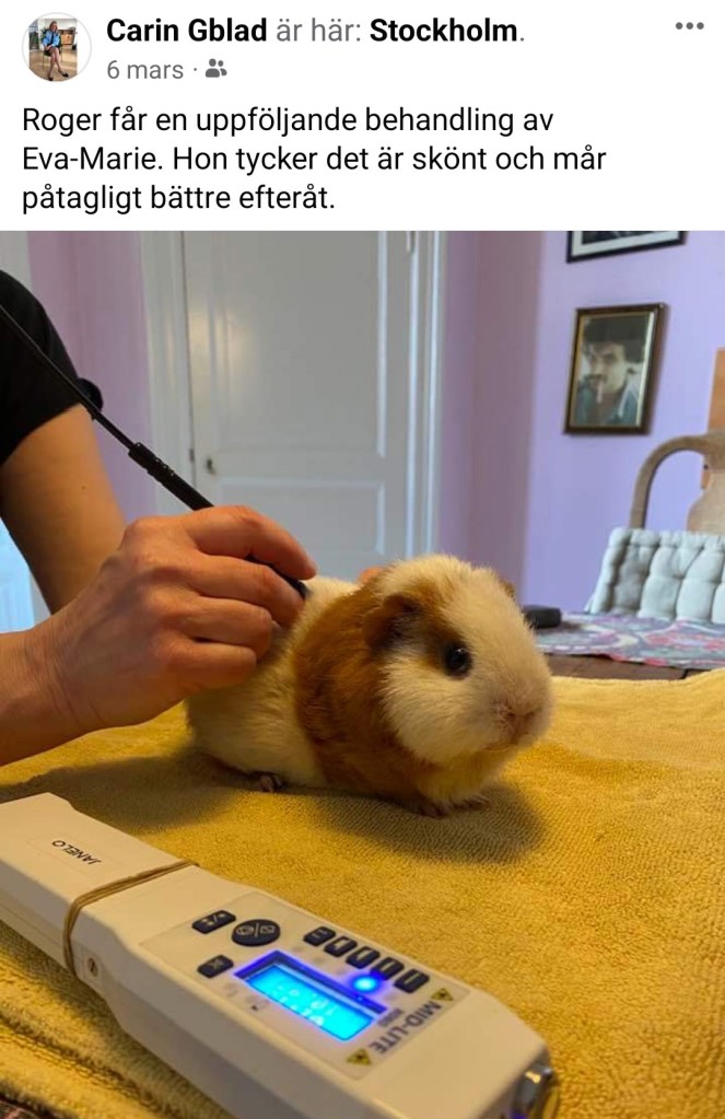 Kulturelitens djupa sorg över marsvinet Rogers hädanfärd – Julia Caesar