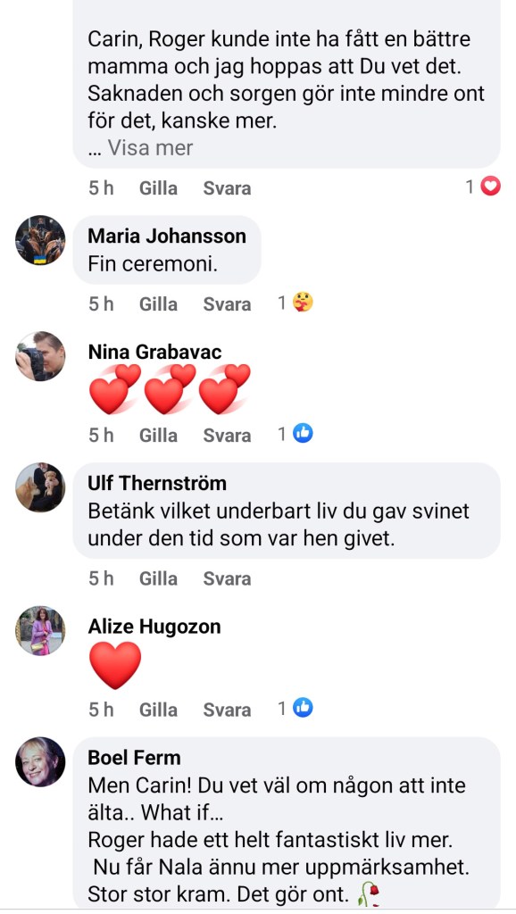 Favorit i repris: Kulturelitens djupa sorg över marsvinet Rogers ...