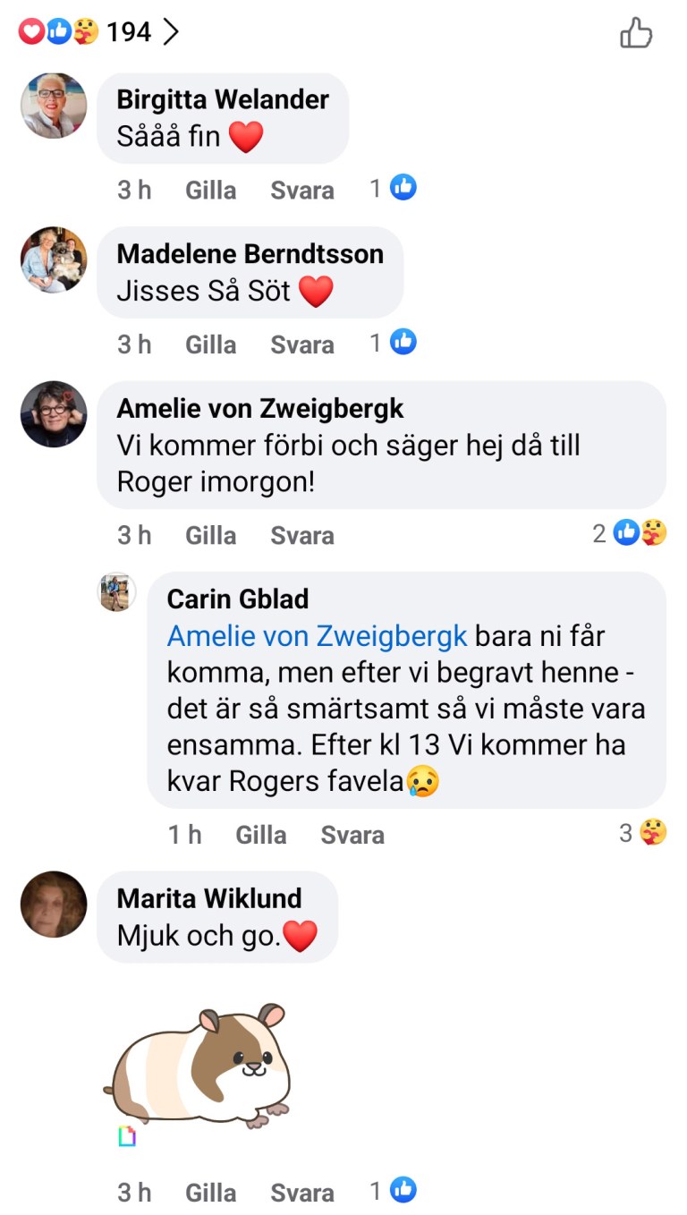 Favorit i repris: Kulturelitens djupa sorg över marsvinet Rogers ...